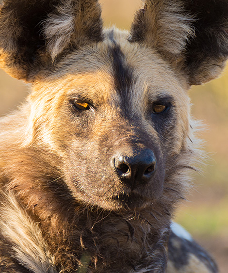 Universal Species Surveillance Systems Limited